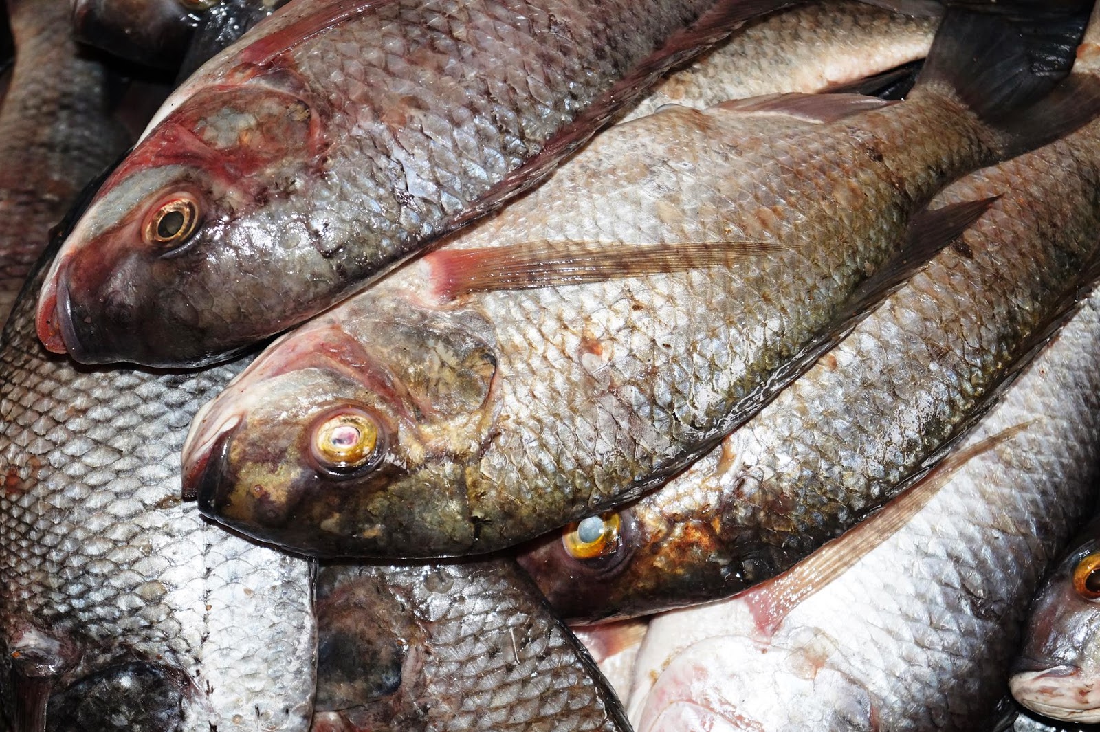 Chris & Grace Investments: FRESH CHAMBO FROM MANGOCHI MONKEY BAY