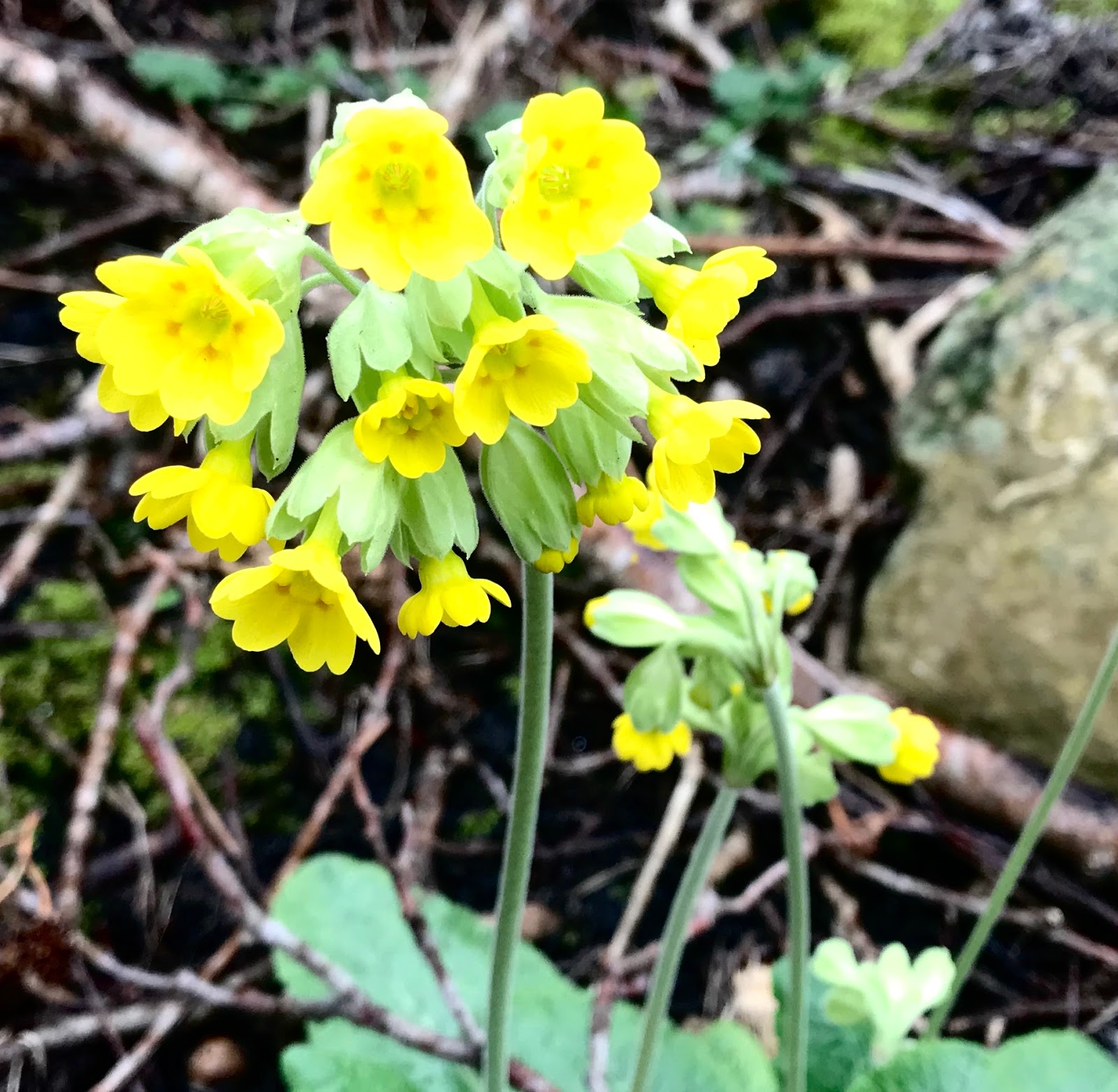 Speedie's Blog: The Yellow Flowers of Spring: Cowslip (Irish = Bainne ...