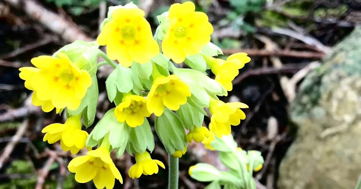 Speedie's Blog: The Yellow Flowers of Spring: Cowslip (Irish = Bainne ...