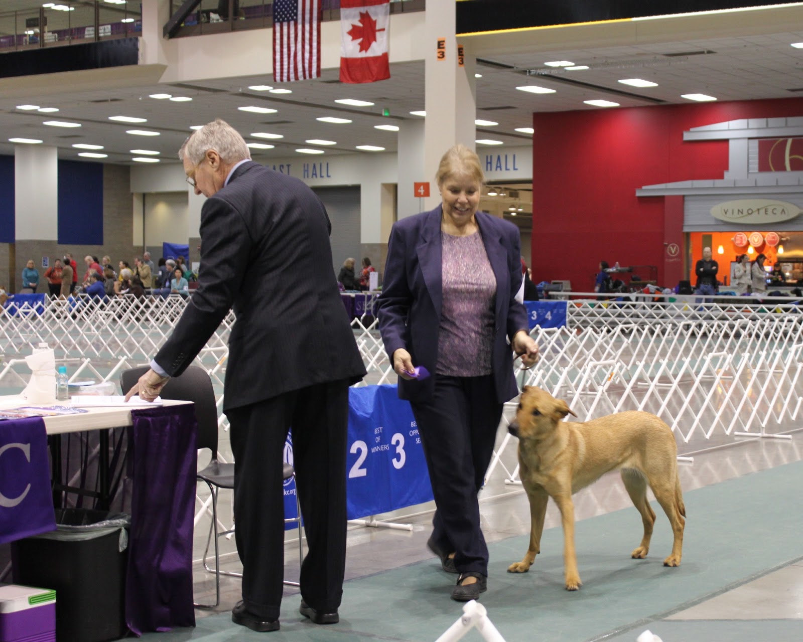 BrownStone Chinooks: Seattle AKC Dog Show