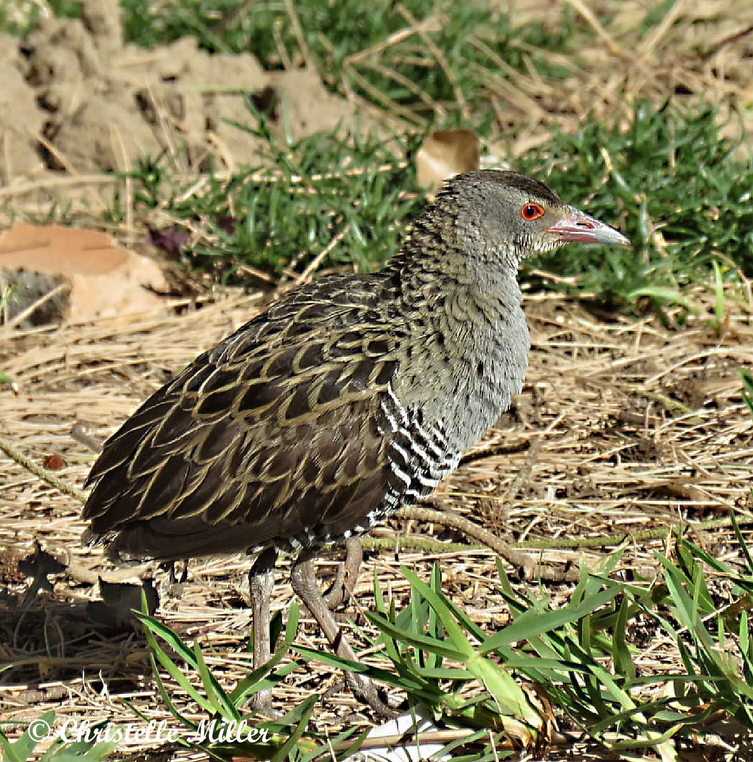 Birds I have seen in Africa and Europe.: 11/07/2021 Photos with thanks ...