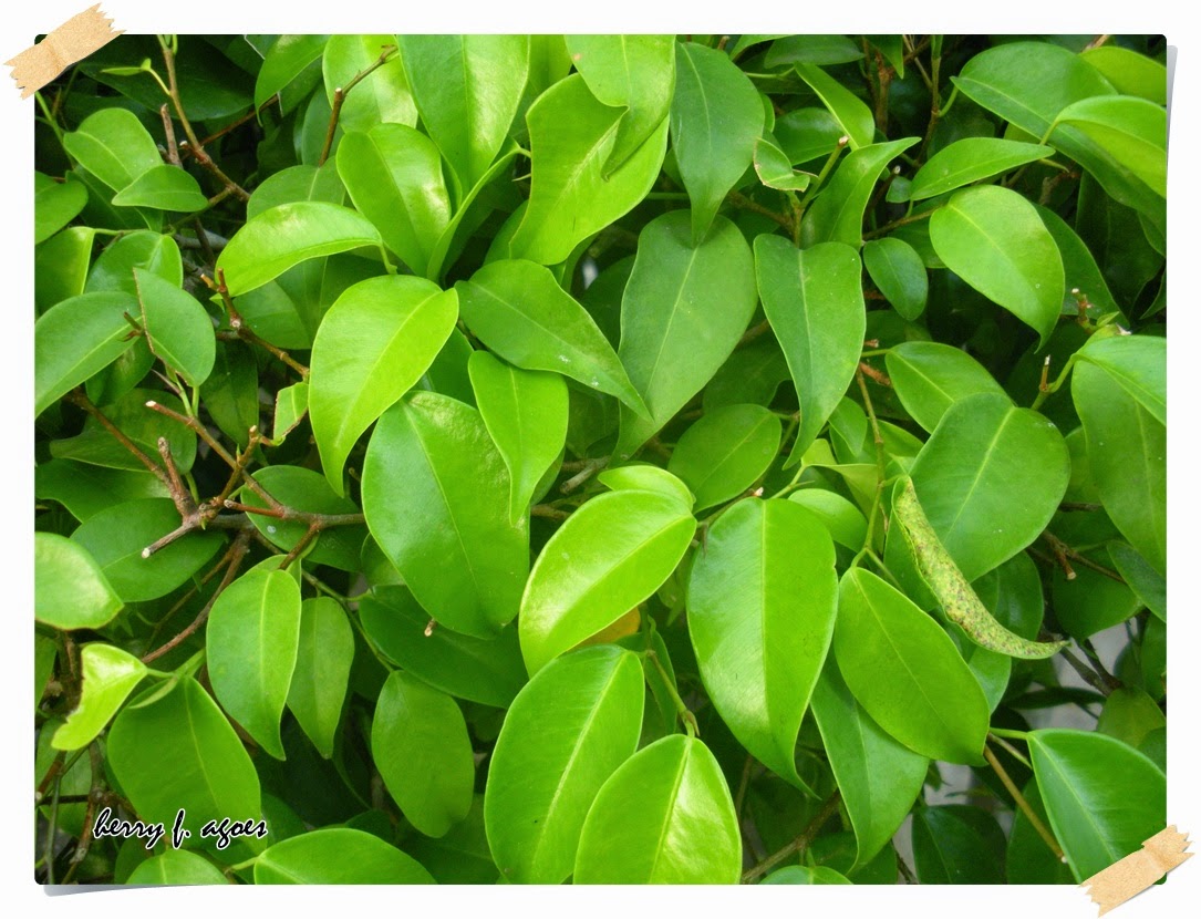 Mengenal Beringin | Catatan Ringan