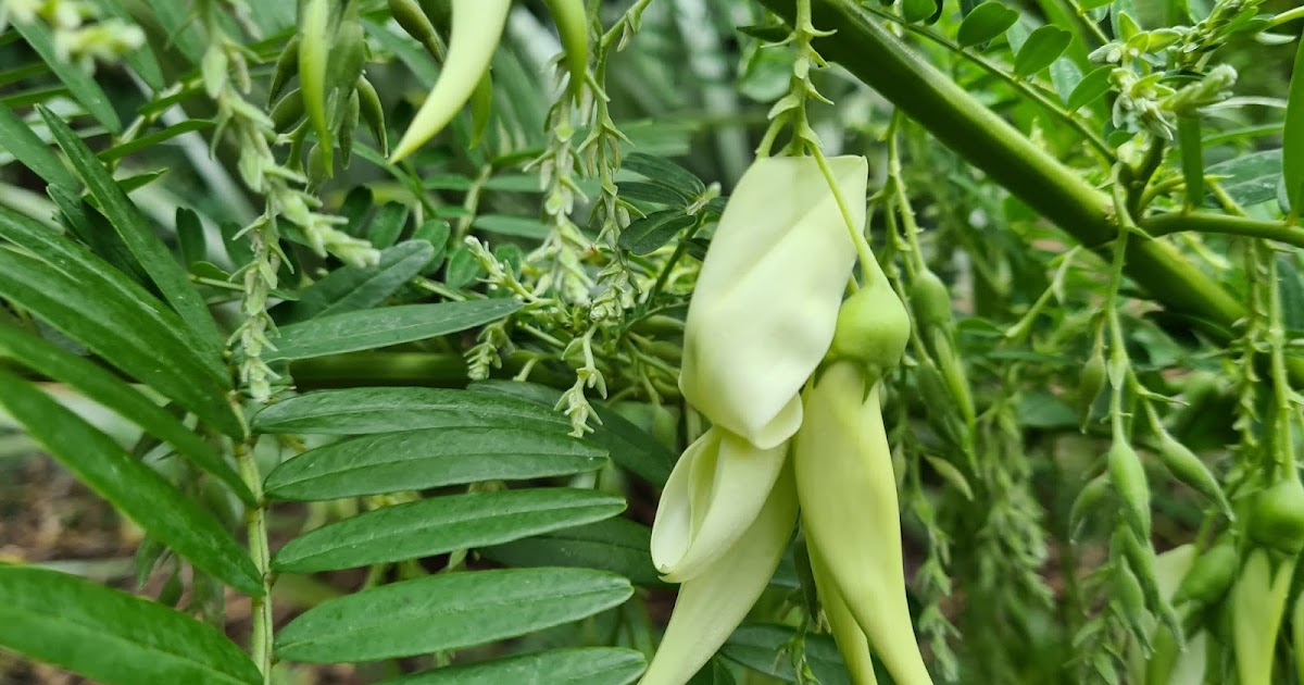 The fading and pale beak of the Kaka