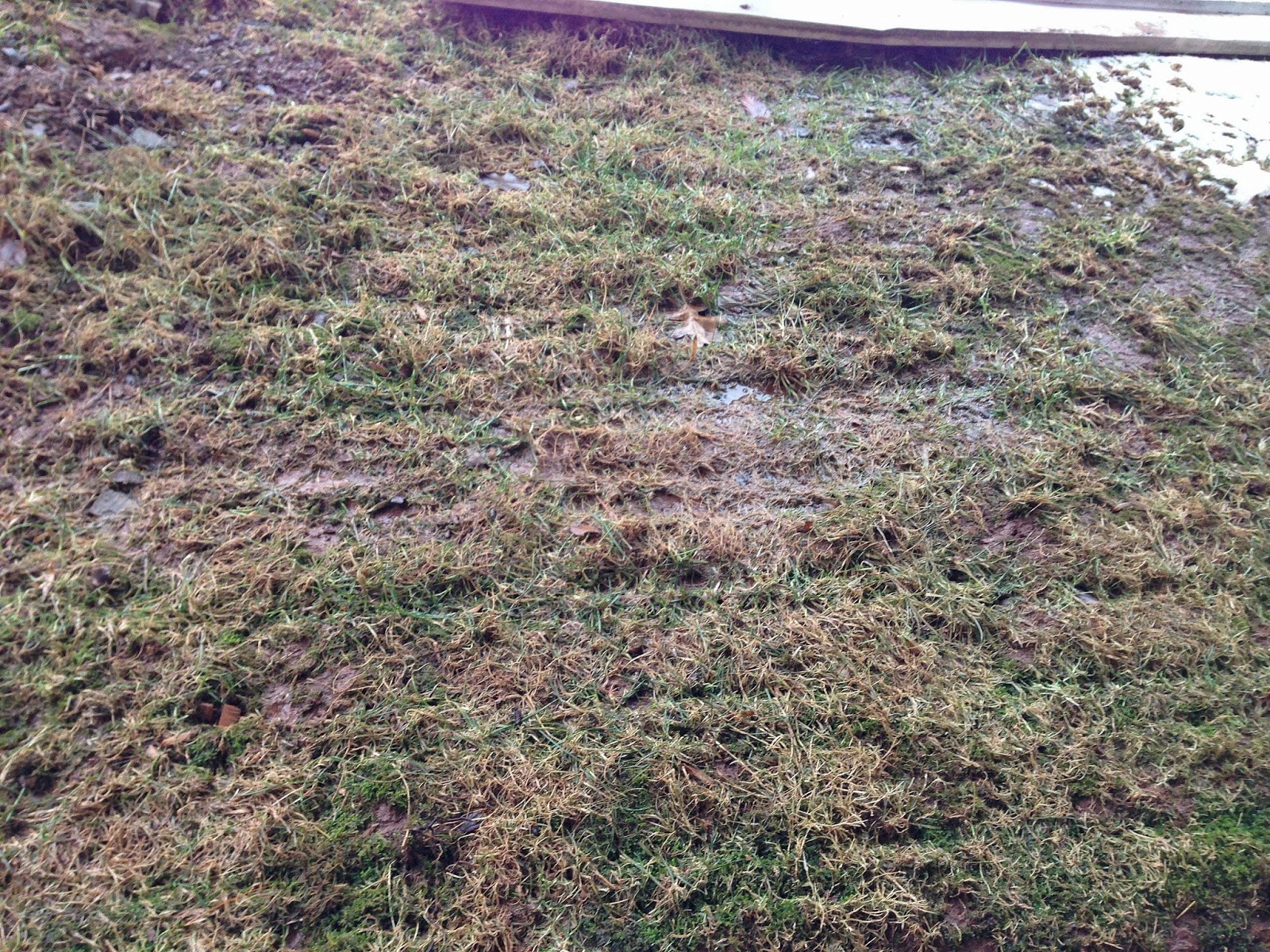 Pug Snort Report: February 2014