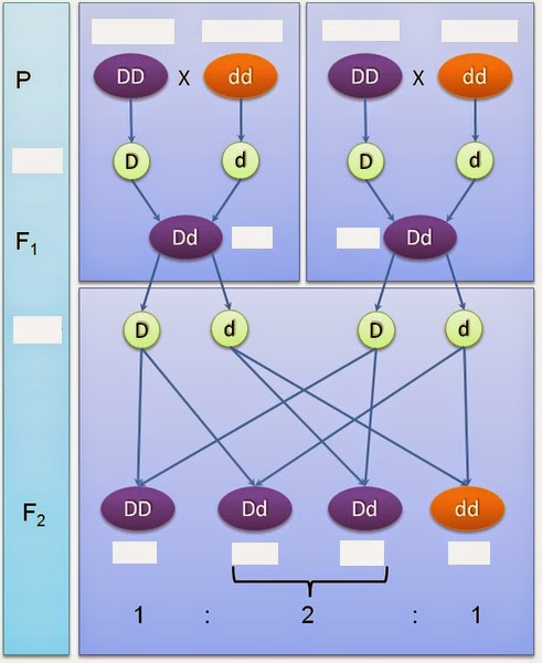 MENDELISM - GENETIKA - Biology Page