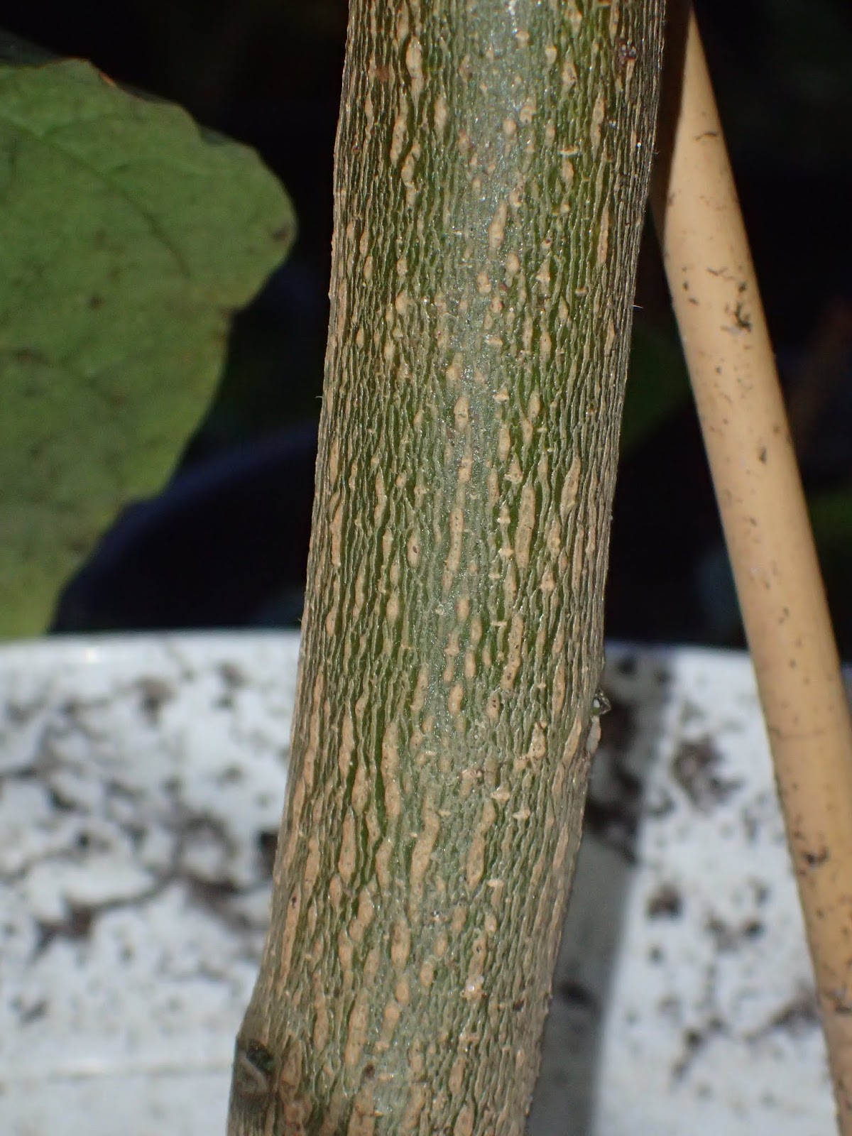 Scirpidiella's Plants: Hybrid of Hardy Tamarillo’s (Cyphomandra ...