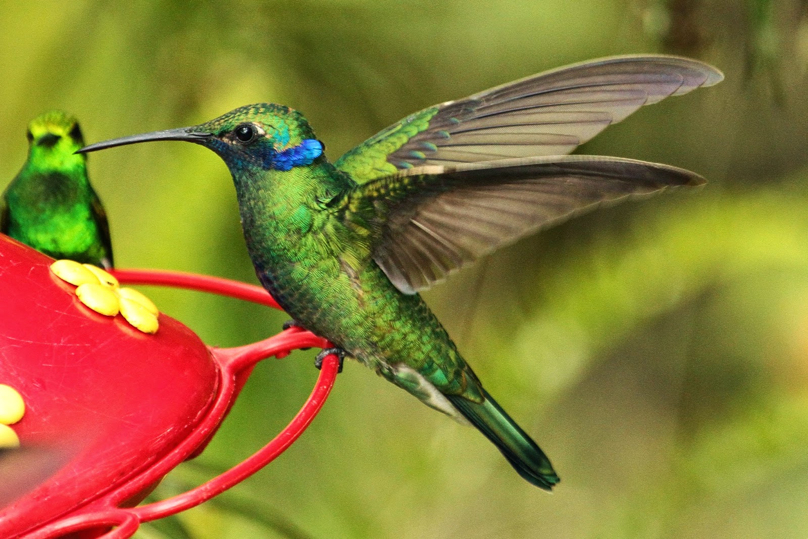 Nuestro bello mundo...: Hummingbirds, Colibris, third part, Pictures ...