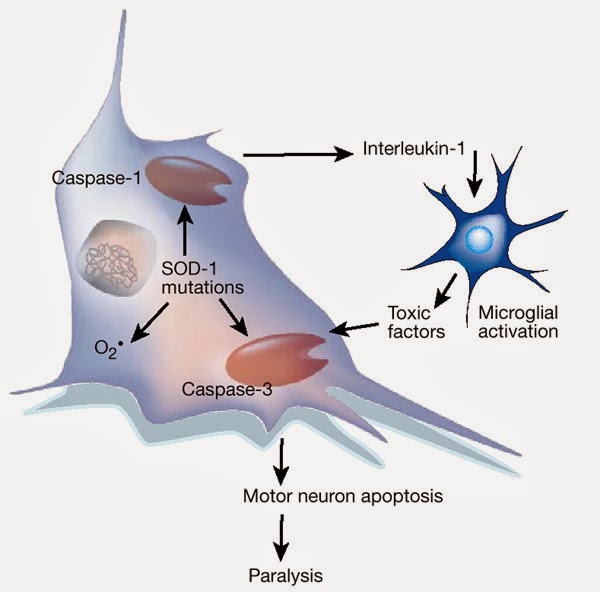 Medical Treatment Pictures-for Better Understanding: Primary Lateral ...