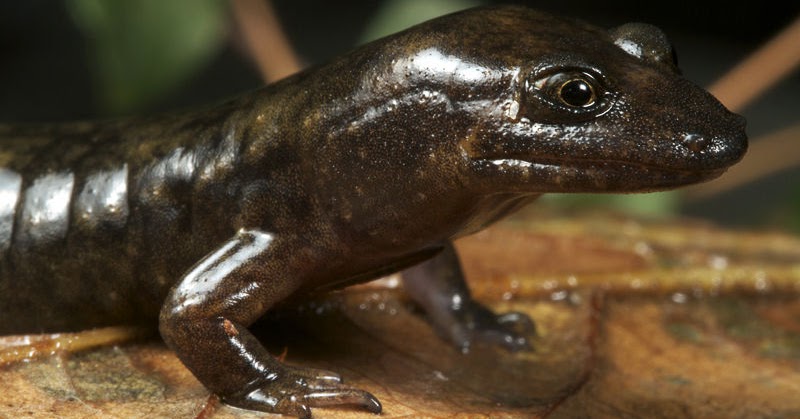 Real Monstrosities: Shovel-nosed Salamander