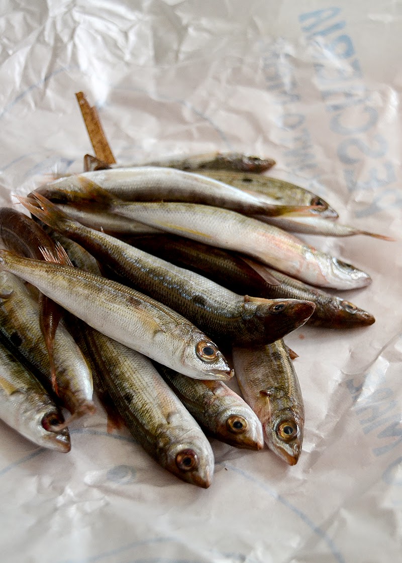 POVERIMABELLIEBUONI: ZERRI SOTTO PESTO DI ELENA