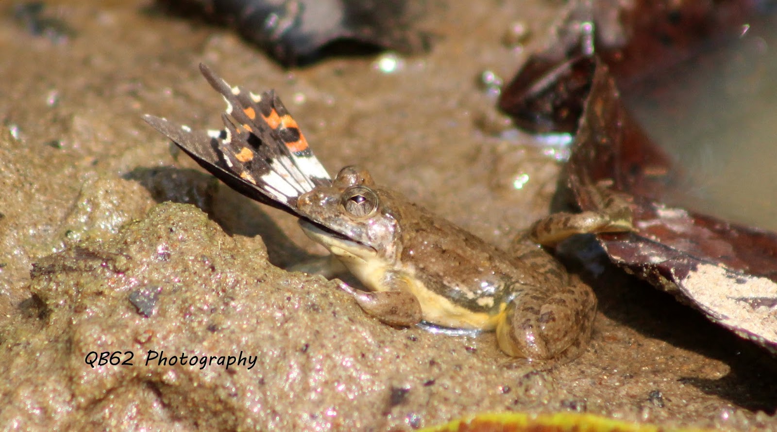 Frogs of Bangladesh: Skipper Frog