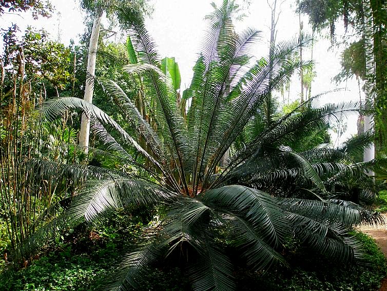Sago Cooking Competition in Daik, Lingga Regency, Riau, Indonesia |Tony ...