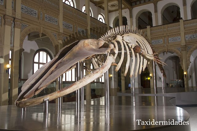 El Museo Nacional de Historia Natural de Santiago de Chile. | Taxidermidades