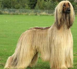 los perros mas finos: los perros mas finos