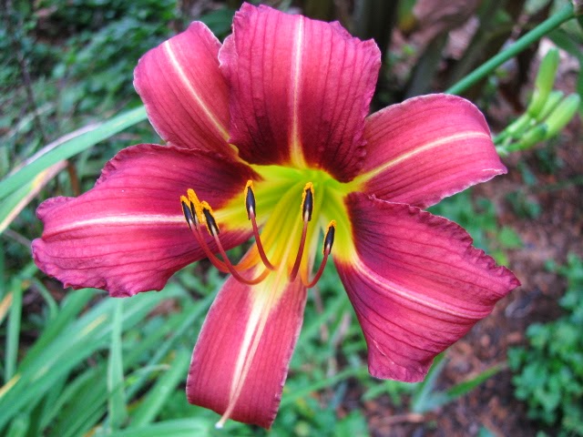 In the Garden: October Lily's