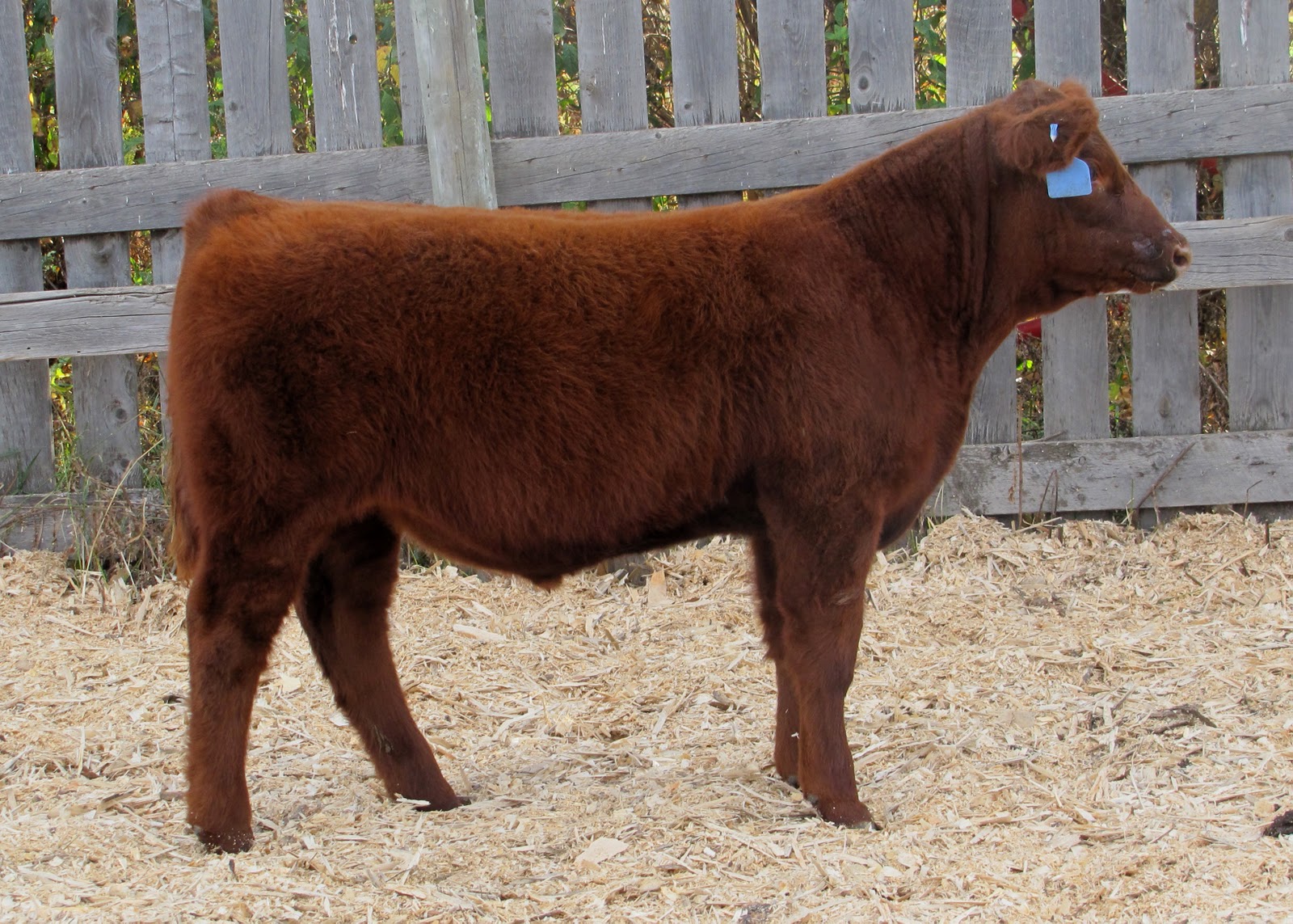 DIAMOND G CATTLE CO.: 2011 Club Calf Connection Sale