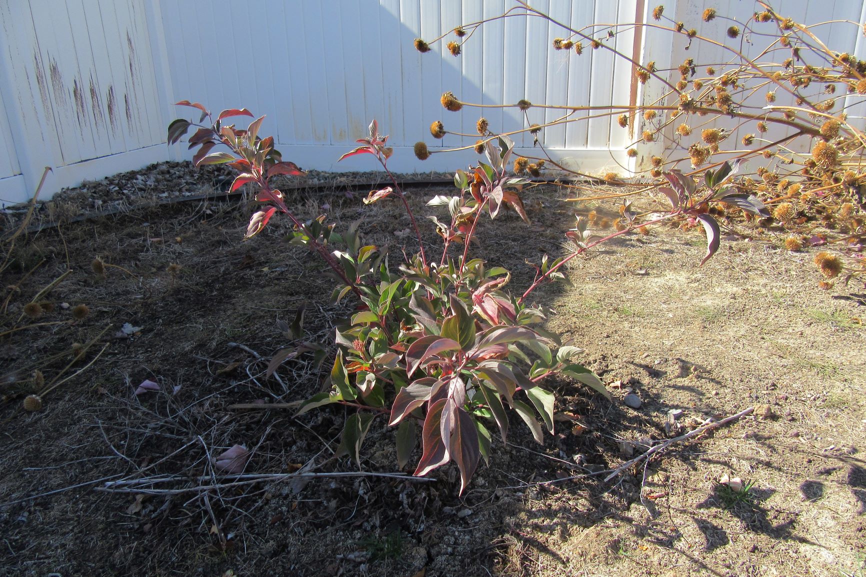 Mother Nature's Montrose Garden: Plant of the Month (January ...