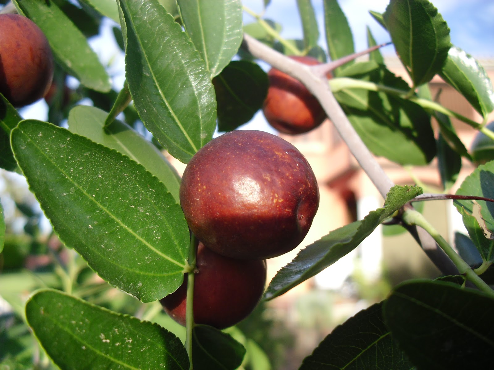 El huerto del Lopez: UN NUEVO ARBOL FRUTAL EN MI HUERTO, EL AZOFAIFO