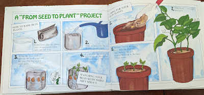 How to Grow Beans in a Jar - Cardboard Mom