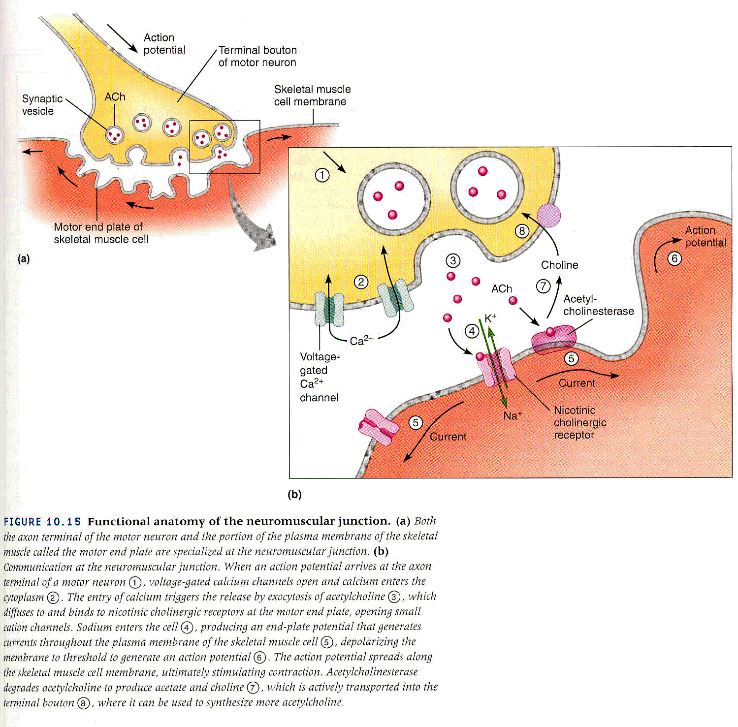 En lo profundo de la mas maravillosa locomotora: Union neuromuscular