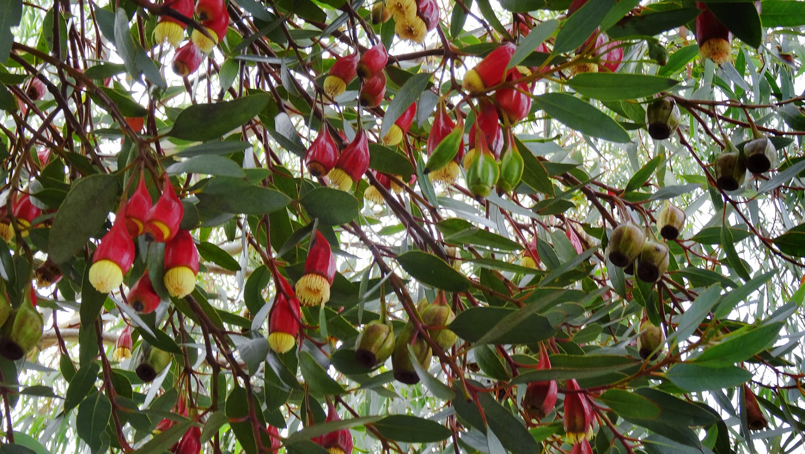 MAP: MELBOURNE STREET TREES 65 - FUCHSIA GUM