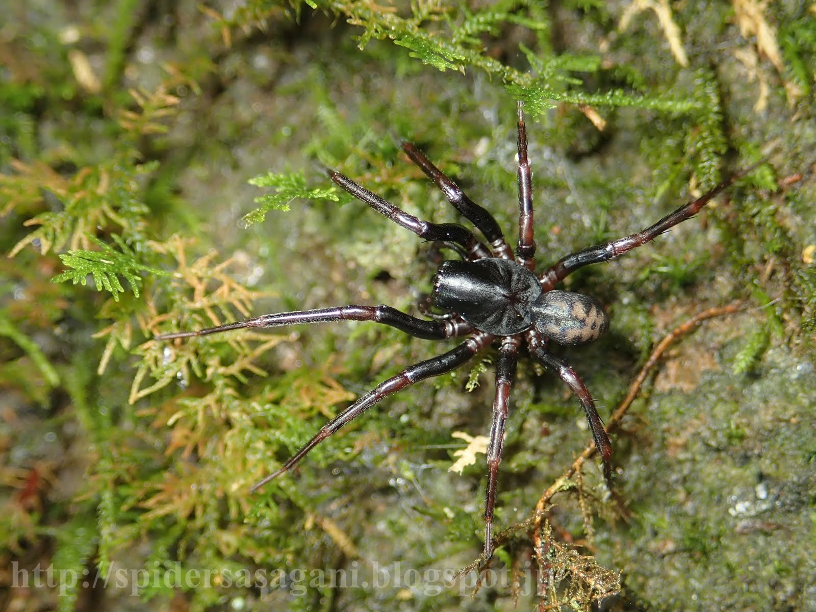 細蟹屋: Cybaeidae ナミハグモ科