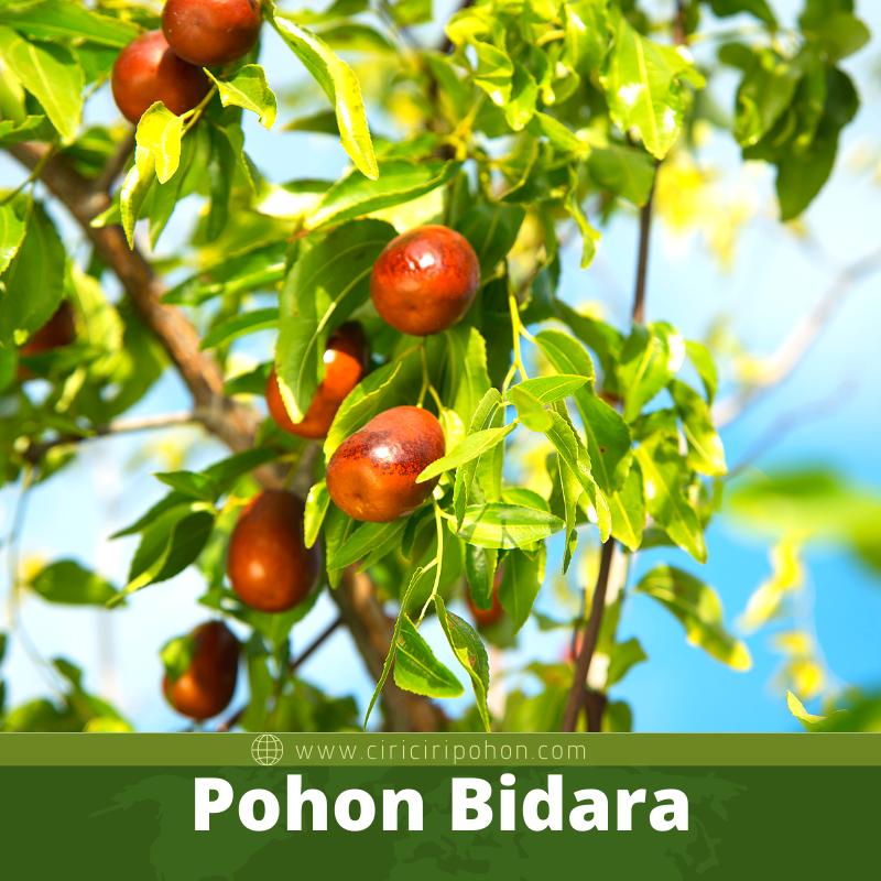 Melihat Karakteristik Pohon Bidara Secara Lebih Detail - Ciriciripohon.com