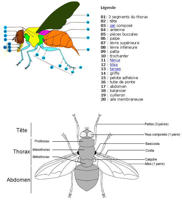 Faculté de Médecine