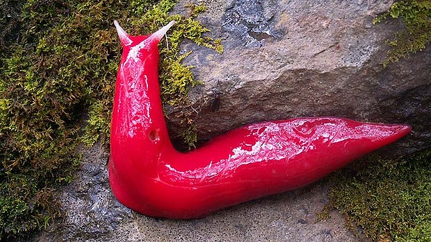 Amazing Slugs, Cannibal Snails