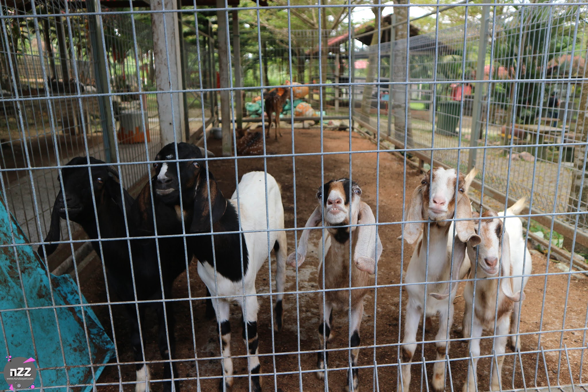 Mini Zoo: Rabbit Fun Land, Lenggeng, Negeri Sembilan