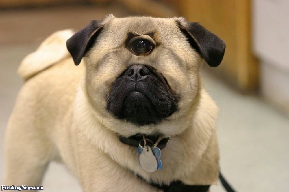 Terrierman's Daily Dose: A New Type of Pure Bread Pug