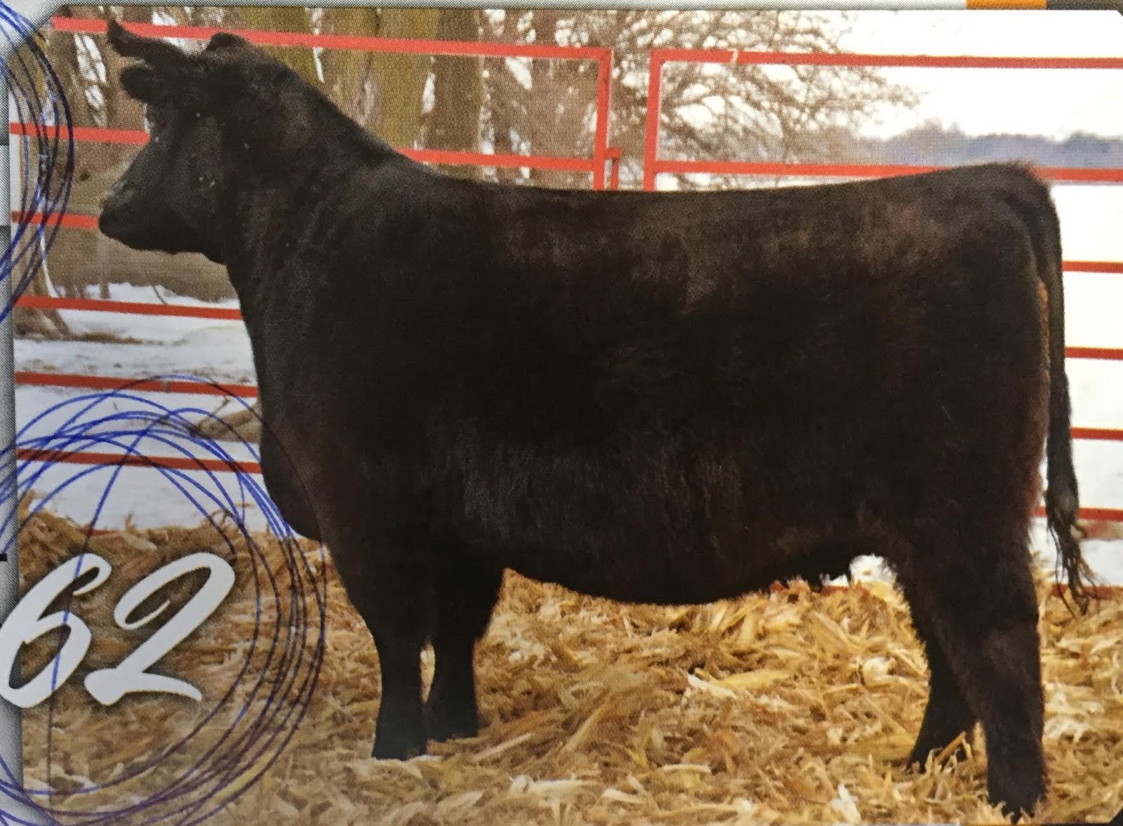 MITTAG Blog: Tag 62 Cow "Good Rip"