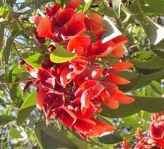 EL MAJESTUOSO RIO PARANA: FLORA DEL DELTA DEL PARANA