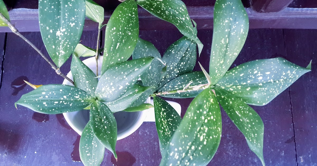 Hiking & Gardening: Pokok Buluh Jepun