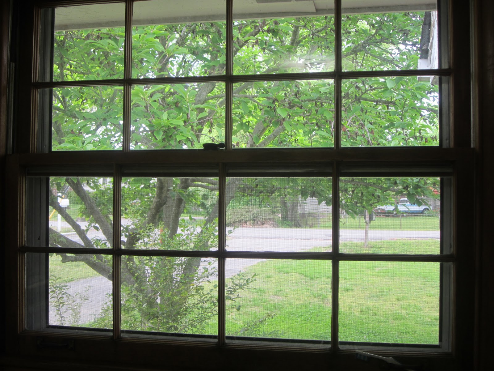 Kathleen T. Jaeger : How looking outside my kitchen window taught me ...