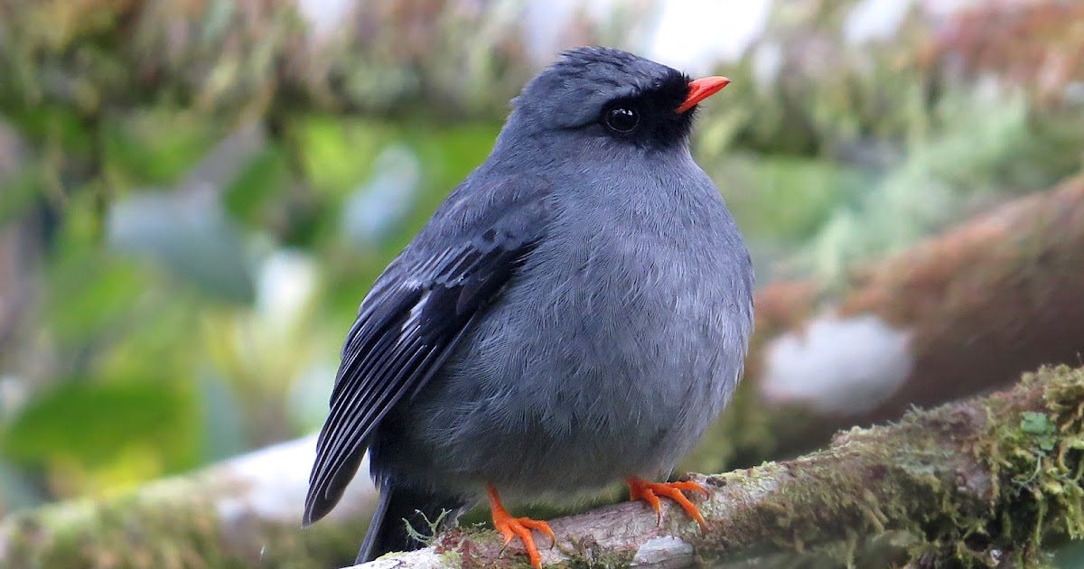 Birding Cloudbridge: Black-faced Solitaire