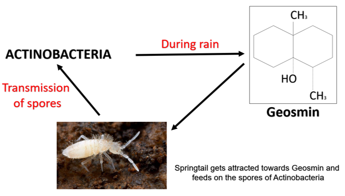 THE MYSTICAL RAIN SMELL AND ITS SIGNIFICANCE - AMAZING YET MESMERISING ...