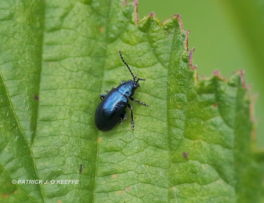 Raw Birds: small metallic blue beetle