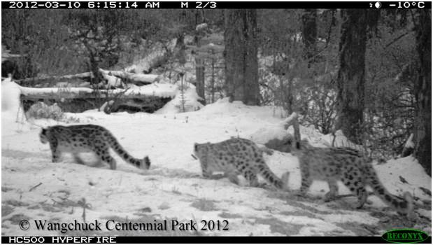 Lhendup Tharchen Express: Snow Leopards in Bhutan : Queen of Himalayas