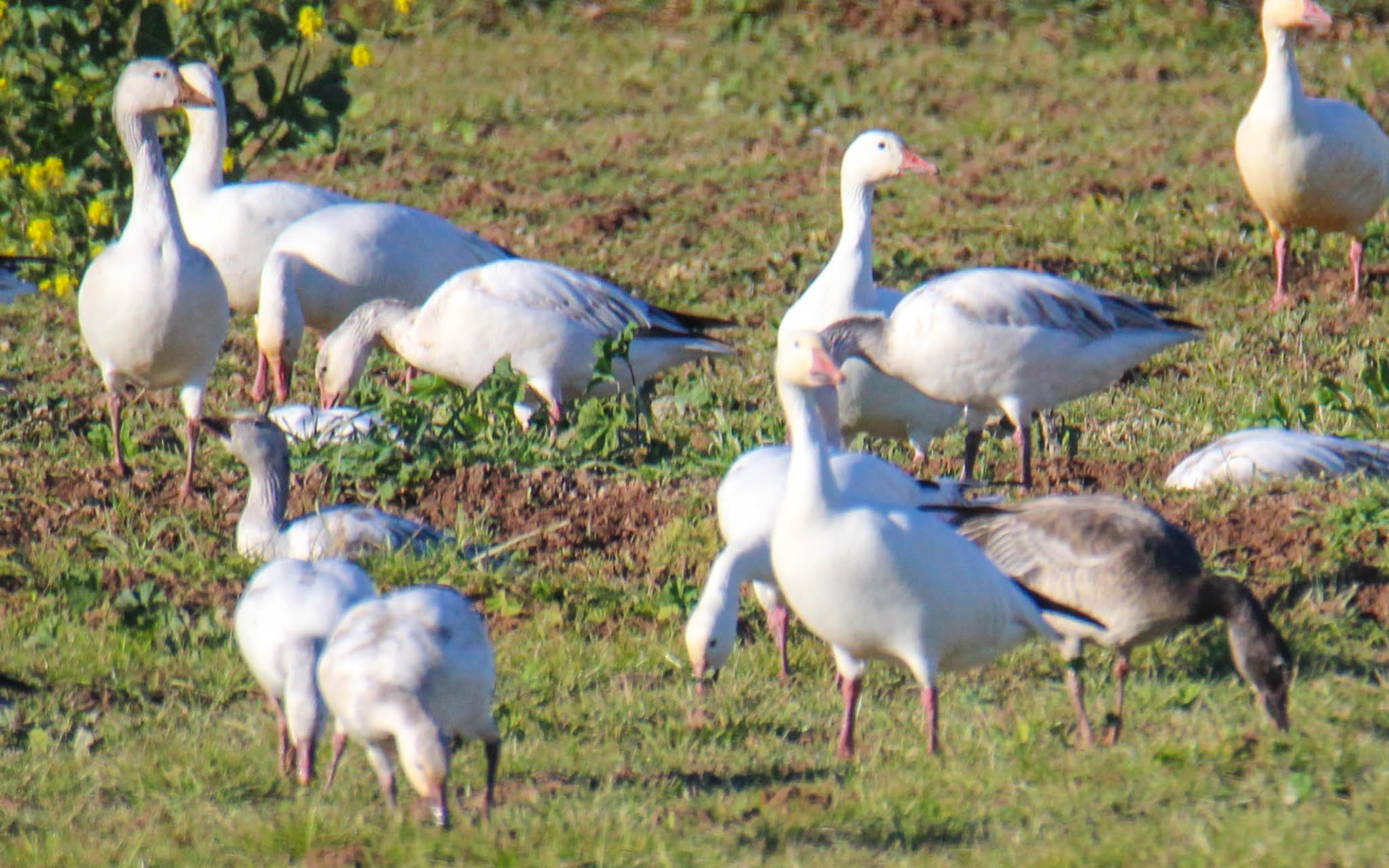 Cannundrums: Lesser Snow Goose