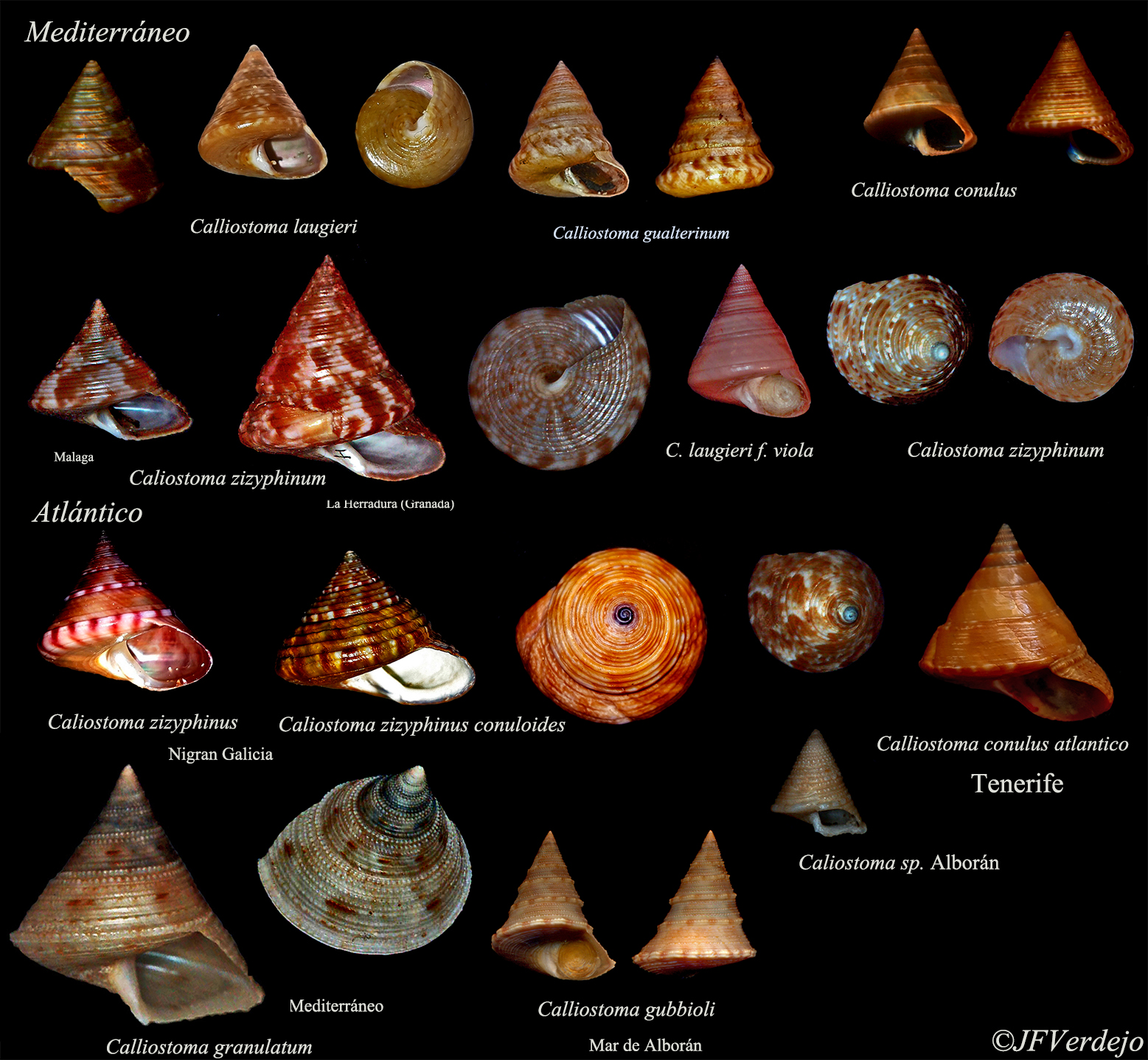 MALACOLOGÍA MEDITERRÁNEA: Calliostomas
