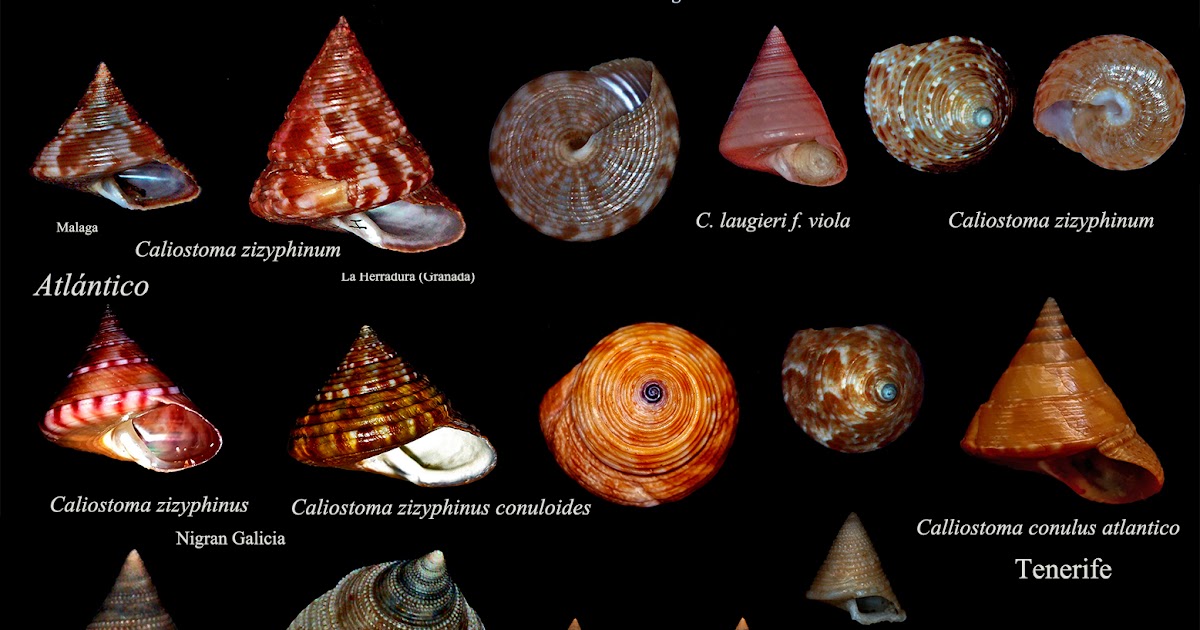 MALACOLOGÍA MEDITERRÁNEA: Calliostomas