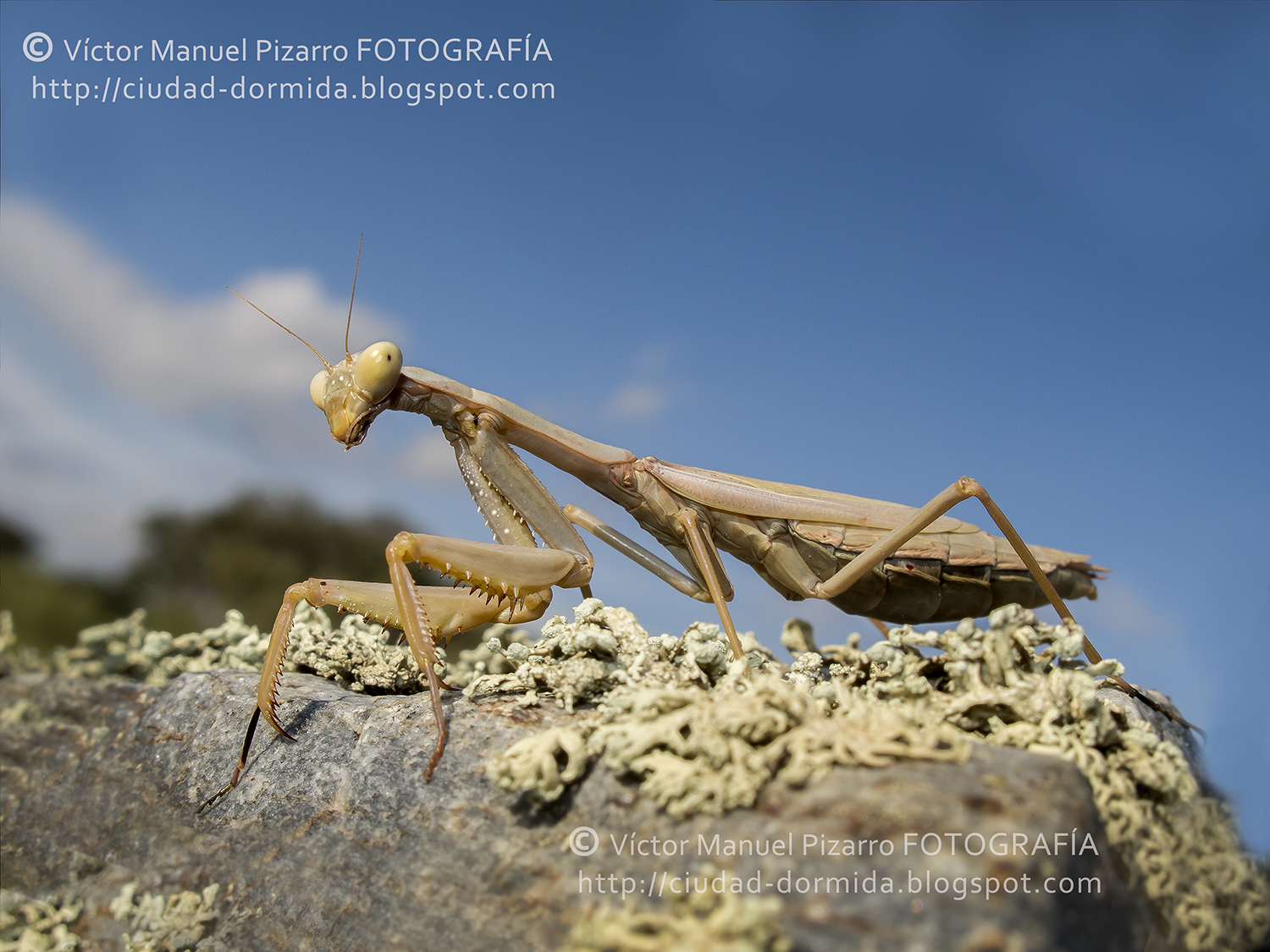 Ciudad-dormida: La fascinante Mantis religiosa / The fascinating ...