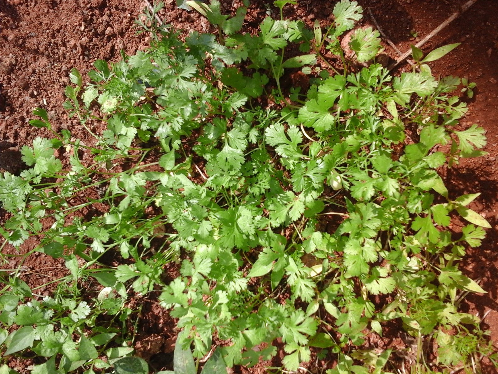 SVL Ayurvedic Healing Herbs: Kothimeera and its benefits