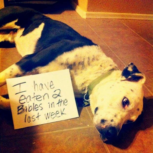 >> Photo Evidence: These Dogs Are Guilty!