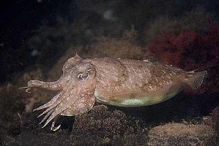 Artes de Pesca: VAMOS A PESCAR CHOCO - SEPIA O JIBIA + LA POTA VOLADORA