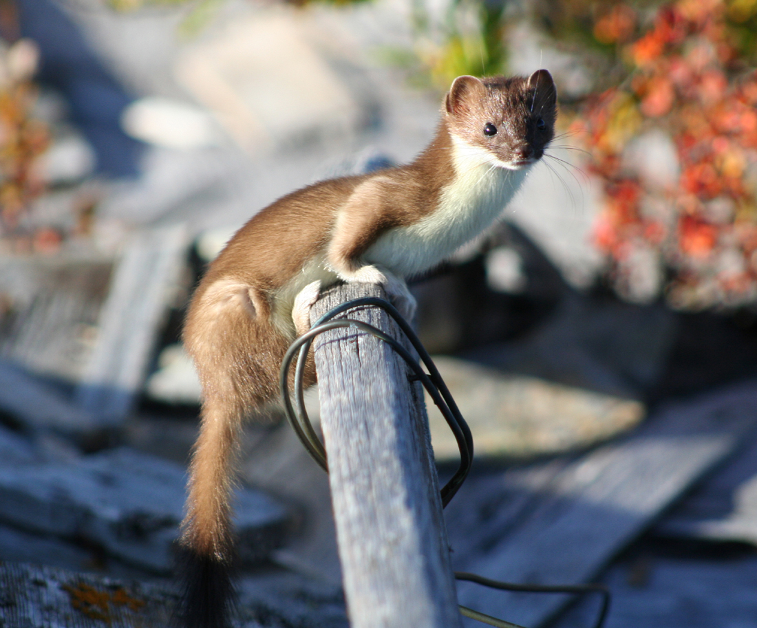 Another Bird Blog: Late Off The Mark