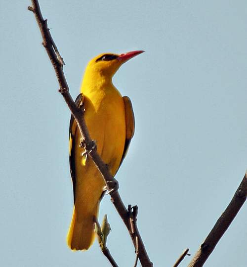 Indian golden oriole photos | Birds of India | Bird World