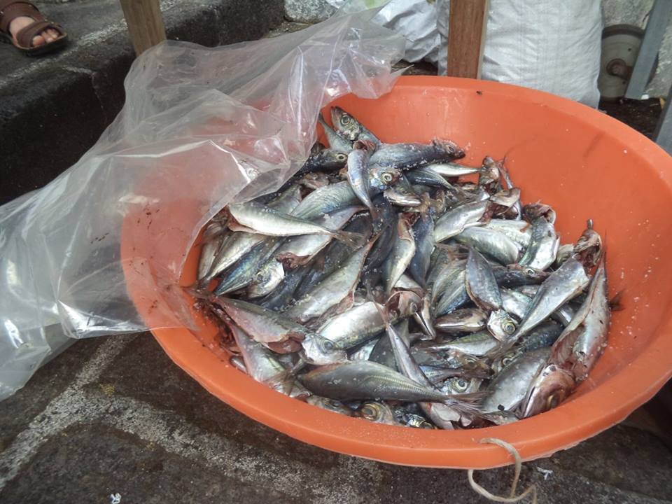 PESCADORES DOS AÇORES PASSAM A PODER VENDER PEIXE CAPTURADO A PARTIR DA ...