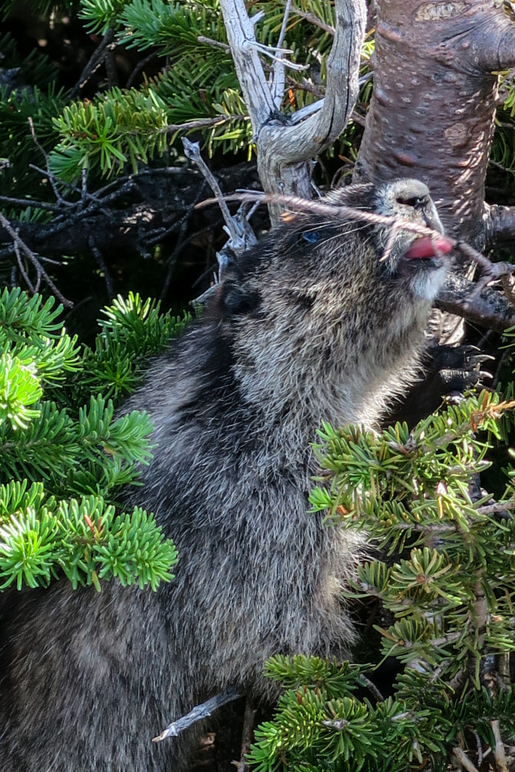 A Map and a Mustang: Marvelous marmots